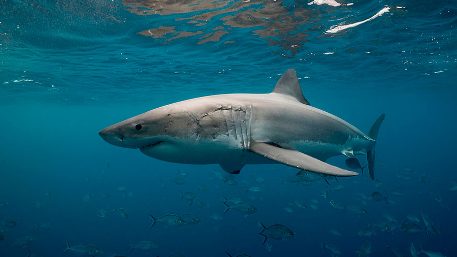 Un buceador es decapitado en el primer ataque mortal de tiburón ...