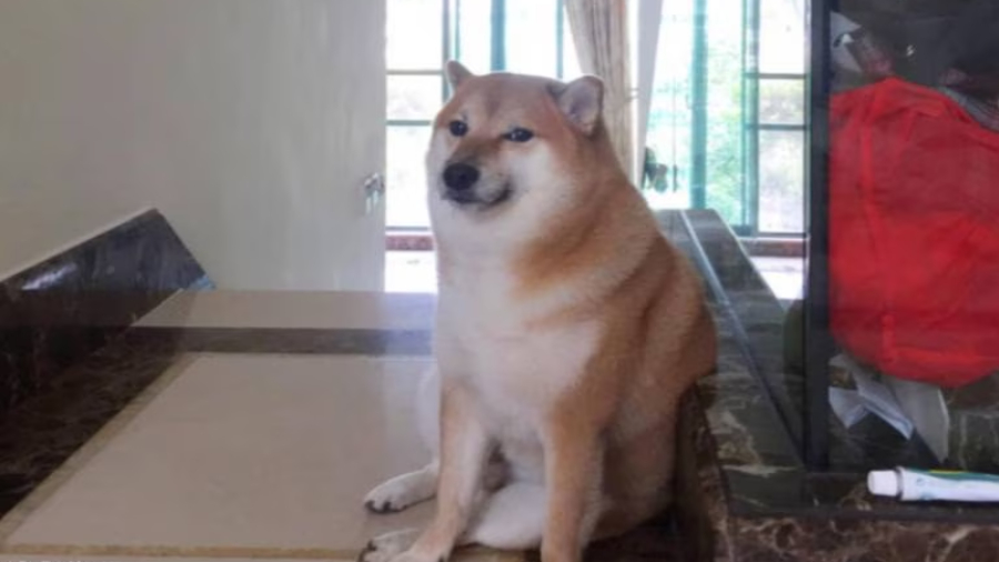 Muere "Cheems", el perro meme "con ansiedad"