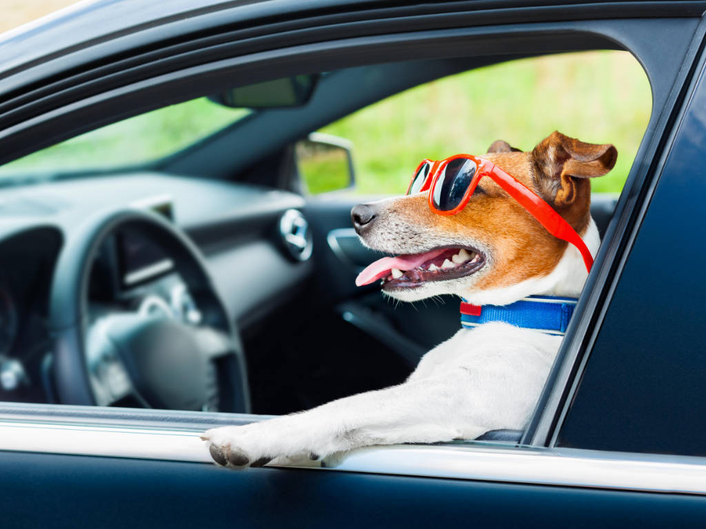 Yummy Rides ahora es Pet Friendly