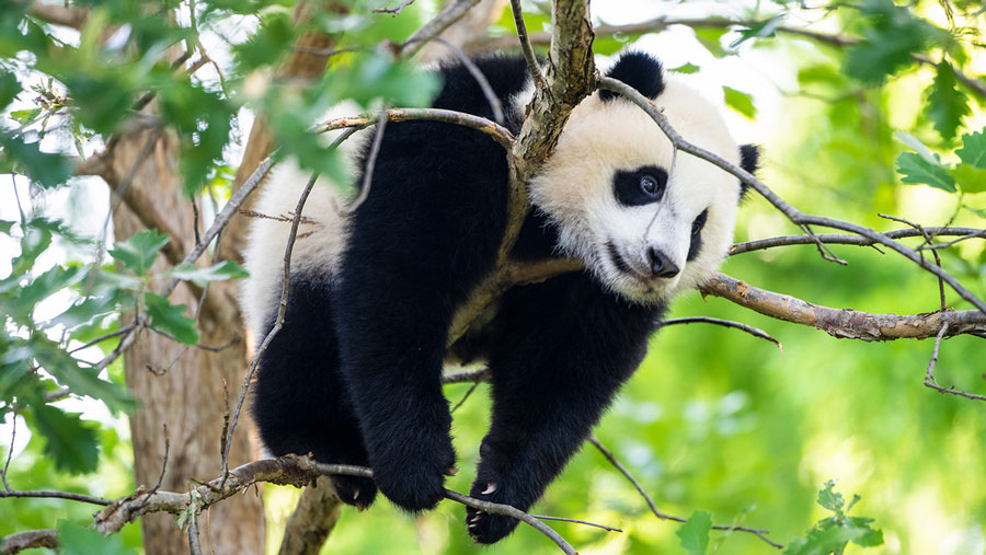 China recuperó todos los pandas de los zoológicos de EEUU luego de 50 ...