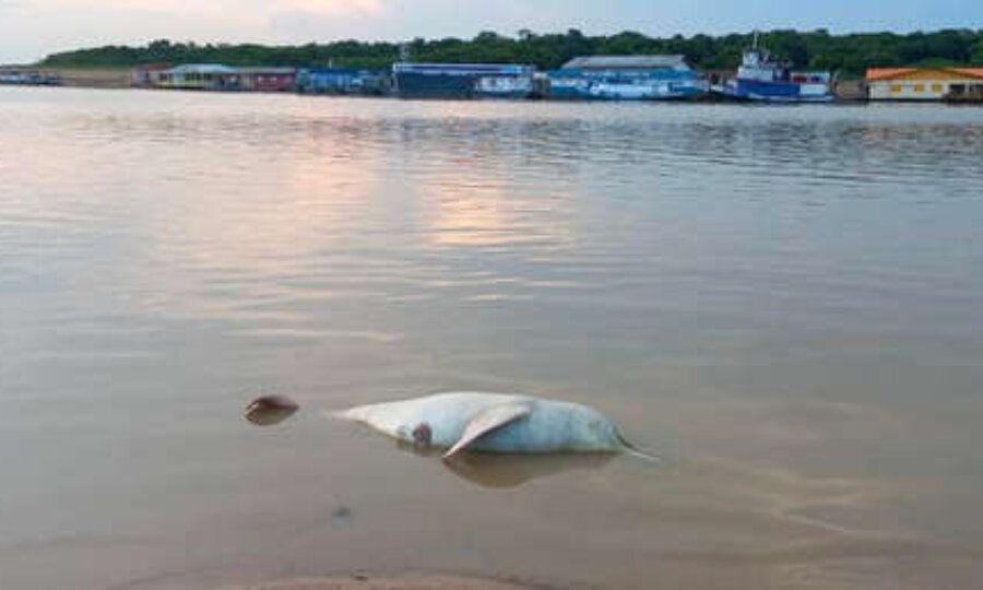 Encuentran 110 delfines muertos en la Amazonía brasileña en medio de la ...