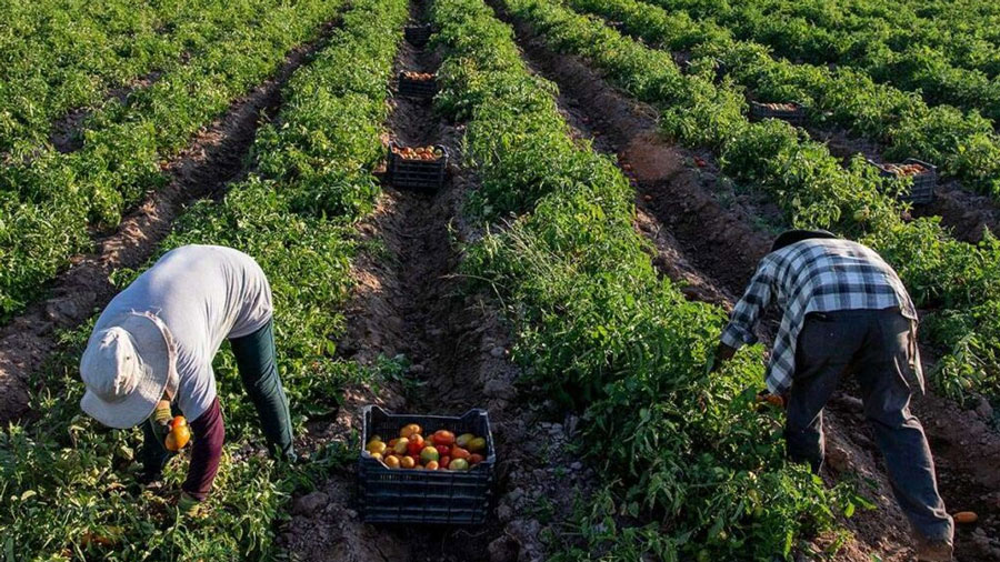La FAO elabora plan para atenuar el impacto de El Niño en la agricultura