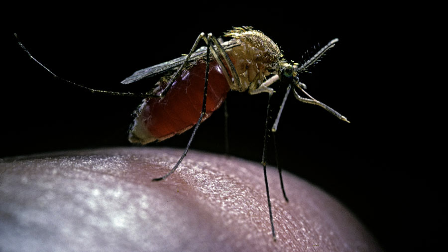 Jefa del área de Infectología del Clínico: Virus respiratorios y dengue ...