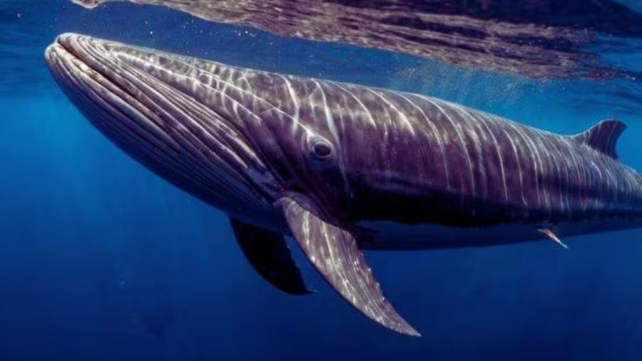 El enigma del "biotwang": descubren el sonido marino de las ballenas de ...