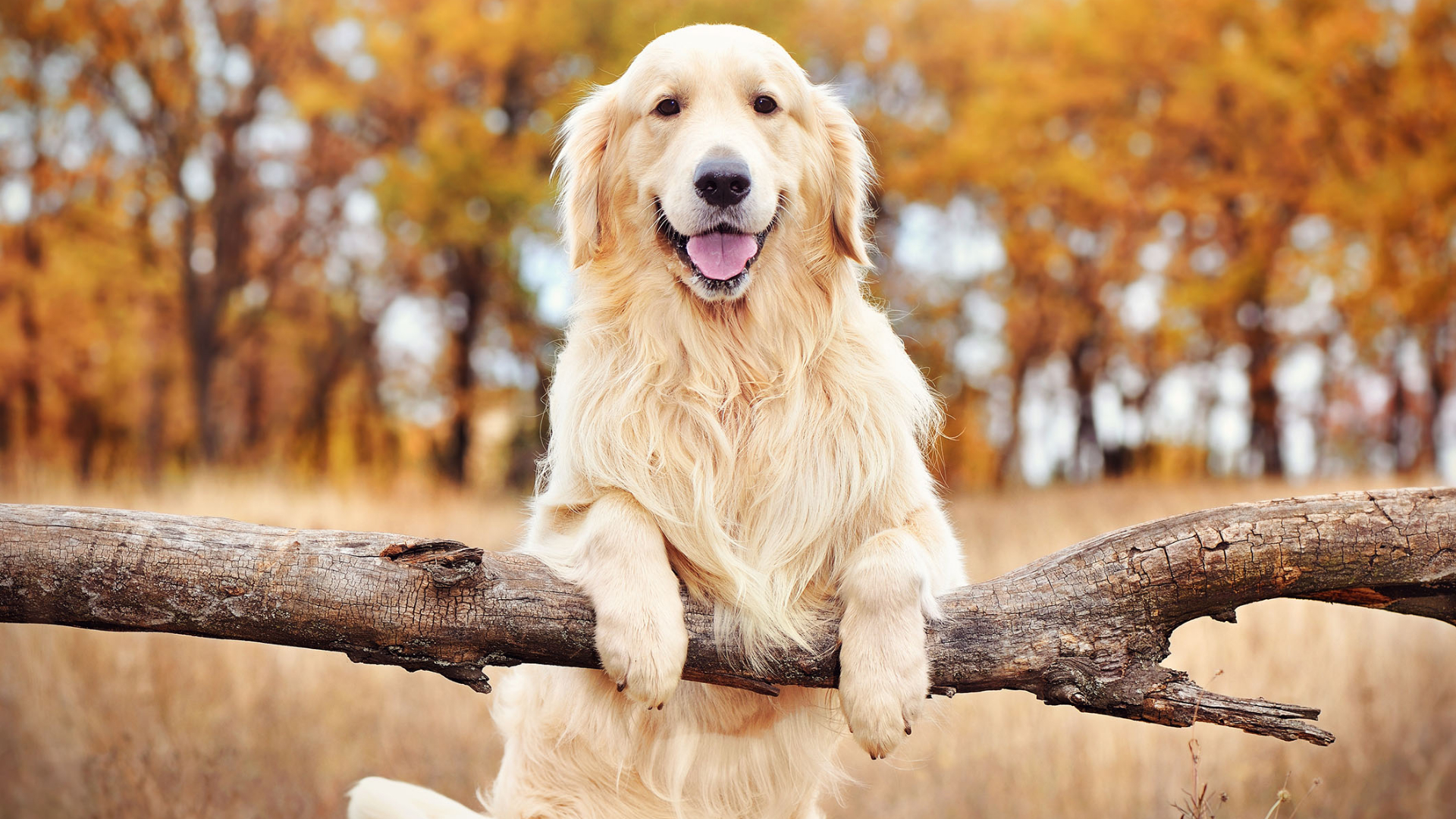Descubren un gen del golden retriever que alarga la vida