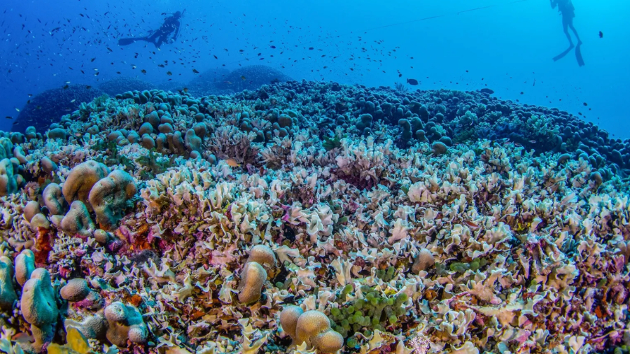 Científicos descubren el mayor coral del mundo: es tan grande que se ...