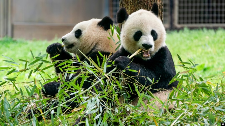 Pareja de pandas gigantes son presentados públicamente en Washington