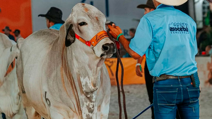 XLVIII Feria Nacional del Cebú y sus Cruces, Caracas 2025