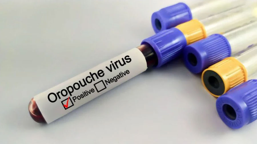Virus Oropouche ¿Qué es? ¿Cómo se transmite? ¿Cuáles son sus síntomas?