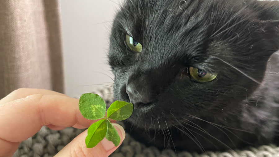 Estas son las supersticiones más famosas que te pueden traer buena o ...