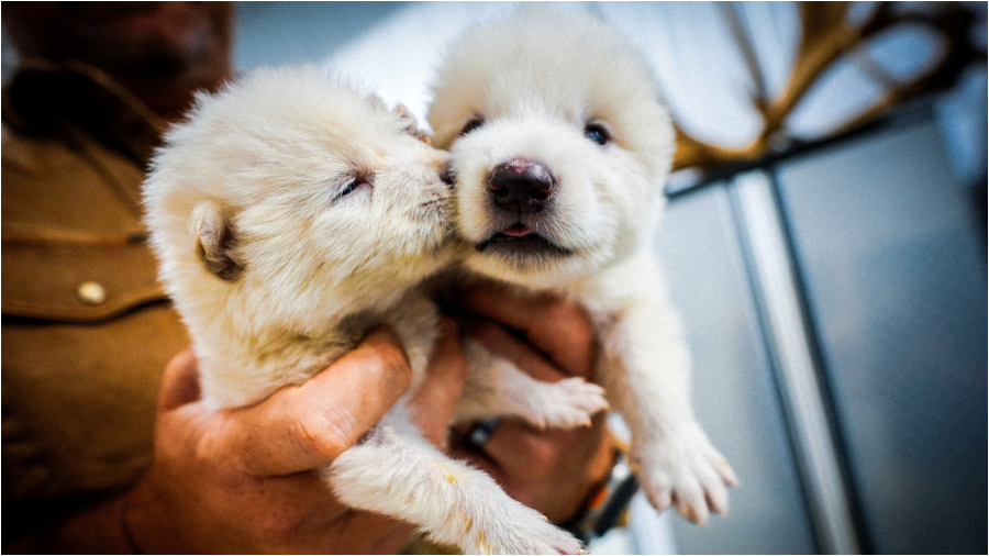 "Juego de Tronos" se hace real: científicos aseguran revivir al lobo ...