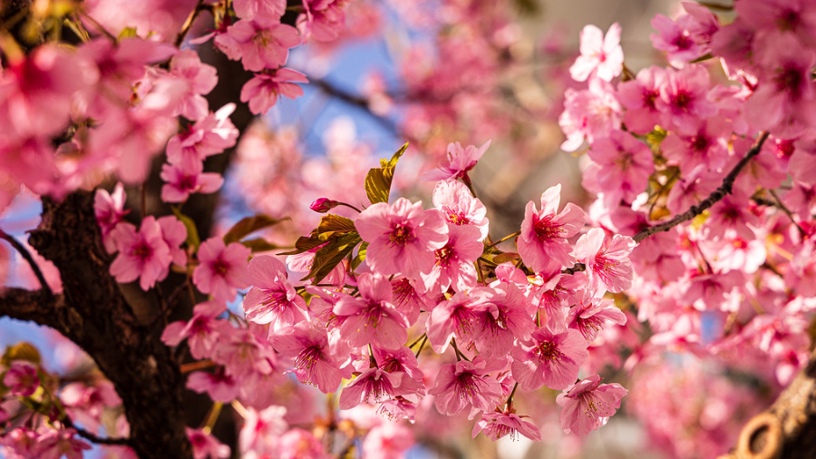 En Japón, una herramienta de IA podría ayudar a preservar los cerezos ...