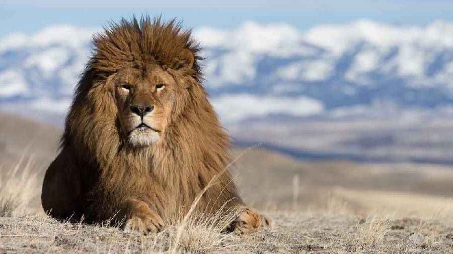 Reaparece un león extinto por gladiadores romanos y podría salvar la ...