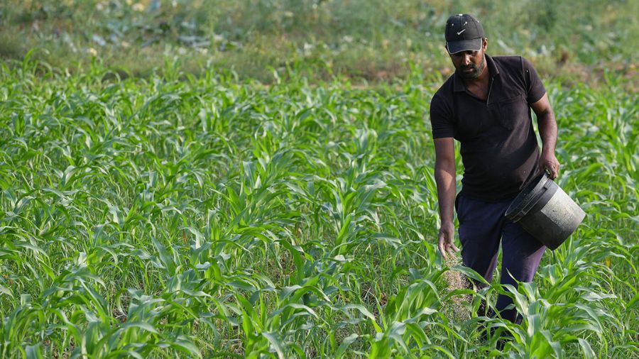 Precios de productos agrícolas bajan ante expectativa de la reapertura ...