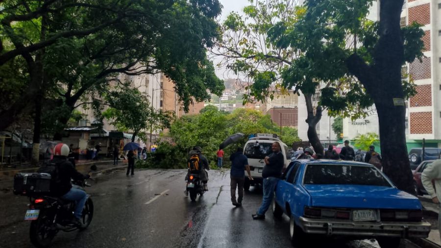 (+Fotos) Obstaculizado el paso en Palo Verde por caída de árbol tras ...