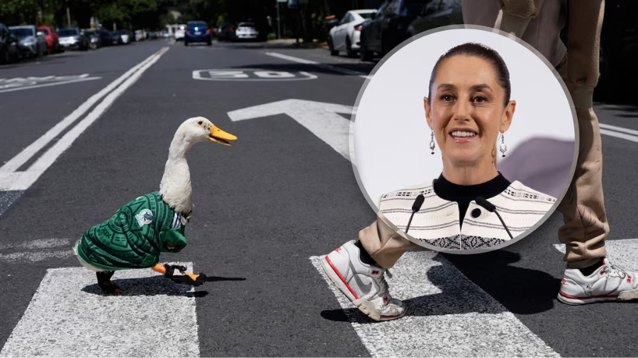 Sheinbaum invita al Pato Merlín a la mañanera: "Es un símbolo de ...